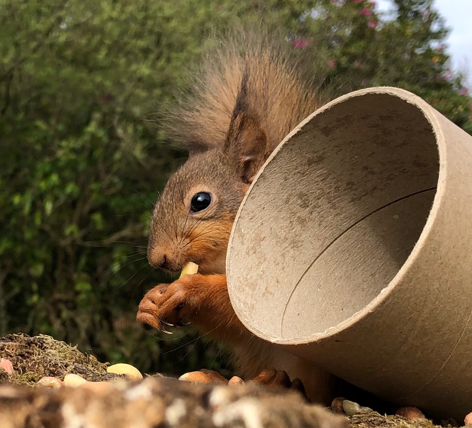 Custom Made Postal Tubes - Long Postal Tubes Made to Order